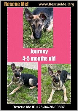 - Texas German Shepherd Rescue - ADOPTIONS - Rescue Me!