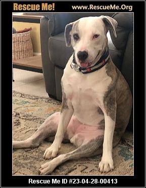 - Colorado Pit Bull Rescue - ADOPTIONS - Rescue Me!