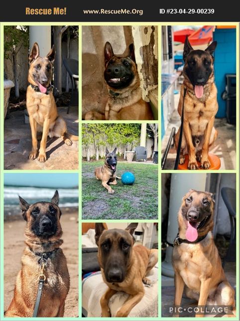 ADOPT 23042900239 ~ Belgian Malinois Rescue ~ Riverside County, CA