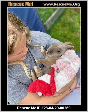 - California Rabbit Rescue - ADOPTIONS - Rescue Me!