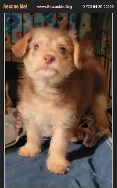 ADOPT 23042900290 ~ Yorkie Rescue ~ Dallas, TX