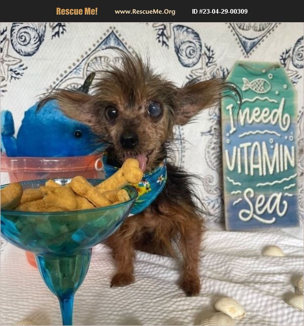 ADOPT 23042900309 ~ Yorkie Rescue ~ Sebring, FL