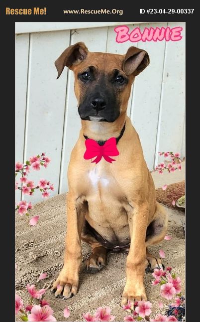 ADOPT 23042900337 ~ Boxer Rescue ~ Grove, OK