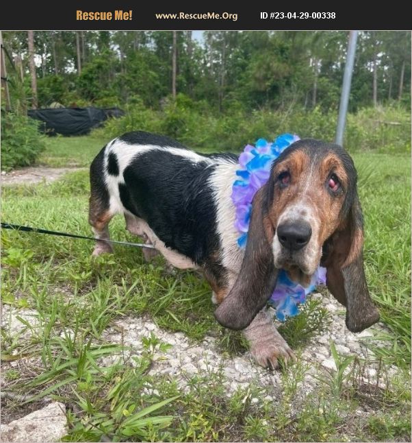 ADOPT 23042900338 ~ Basset Hound Rescue ~ Sebring, FL