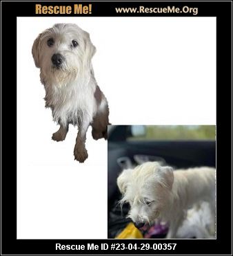 - Florida Maltese Rescue - ADOPTIONS - Rescue Me!