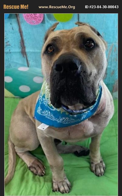 ADOPT 23043000043 ~ Bullmastiff Rescue ~ Hollywood, SC