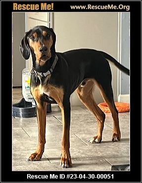 - Michigan Vizsla Rescue - ADOPTIONS - Rescue Me!