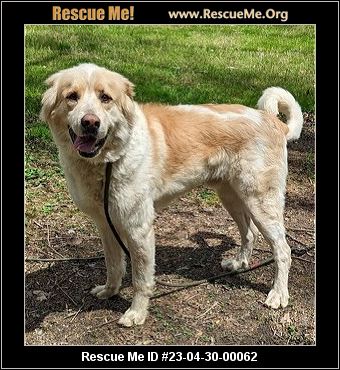 - West Virginia Dog Rescue - ADOPTIONS - Rescue Me!