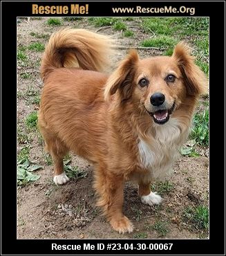 - West Virginia Dog Rescue - ADOPTIONS - Rescue Me!