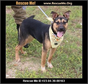 - Washington Lab Rescue - ADOPTIONS - Rescue Me!