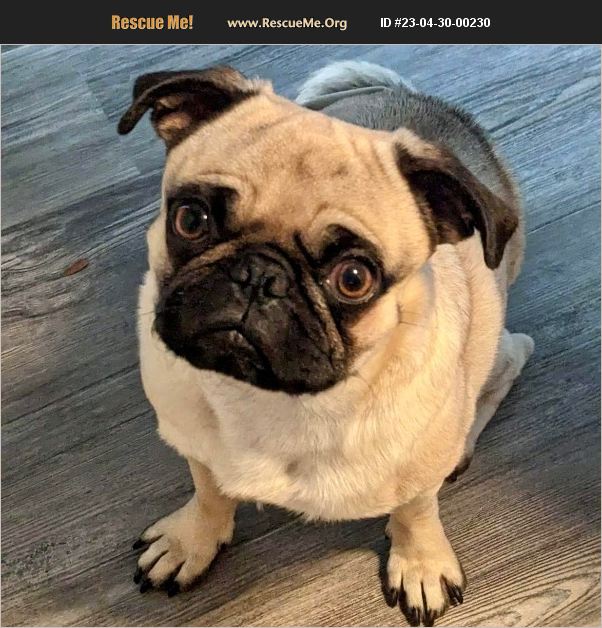ADOPT 23043000230 ~ Pug Rescue ~ Mead, CO