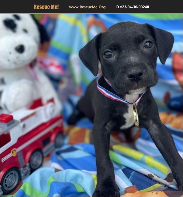 ADOPT 23043000240 ~ Boxer Rescue ~ Sebring, FL