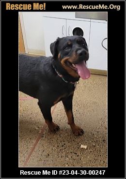 - Minnesota Dog Rescue - ADOPTIONS - Rescue Me!