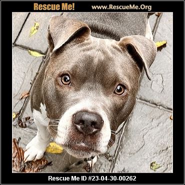 - Massachusetts Mutt Rescue - ADOPTIONS - Rescue Me!