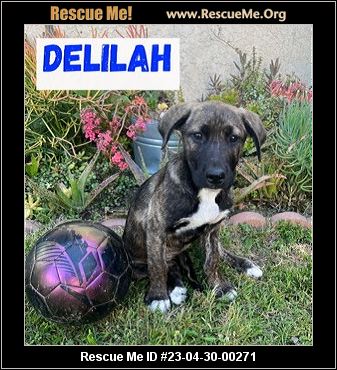 - California Lab Rescue - ADOPTIONS - Rescue Me!