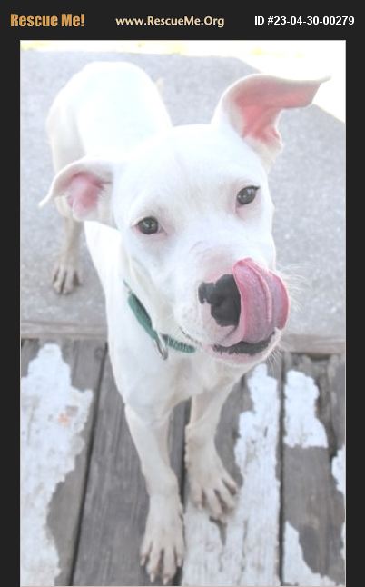 ADOPT 23043000279 ~ Pit Bull Rescue ~ INVERNESS, FL