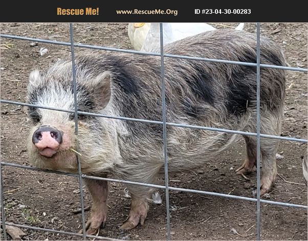 ADOPT 23043000283 ~ Farm Animal Rescue ~ Buckley, WA