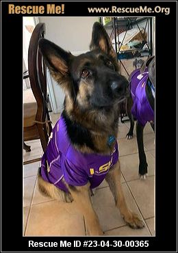 - Texas German Shepherd Rescue - ADOPTIONS - Rescue Me!