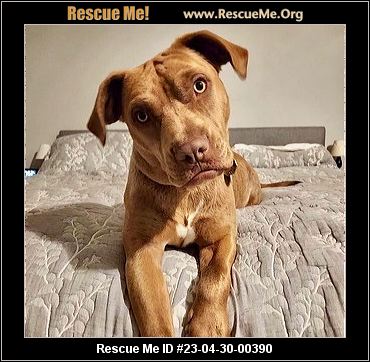 - Colorado Lab Rescue - ADOPTIONS - Rescue Me!