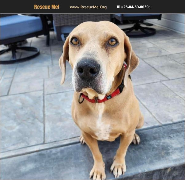 ADOPT 23043000391 ~ Weimaraner Rescue ~ Mead, CO