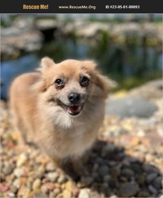 ADOPT 23050100093 ~ Pomeranian Rescue ~ Franklin County, OH