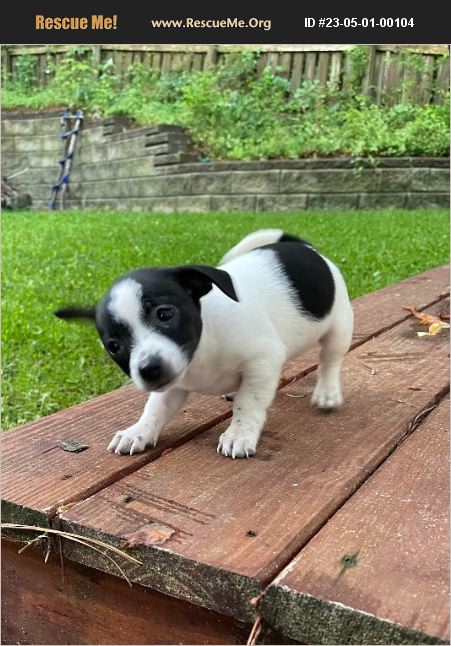 ADOPT 23050100104 ~ Rat Terrier Rescue ~ Raleigh, NC
