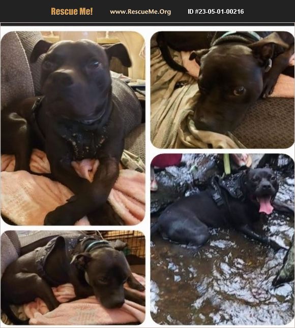 ADOPT 23050100216 ~ American Staffordshire Terrier Rescue ~ Delaware ...