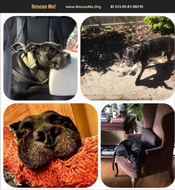 ADOPT 23050100219 ~ American Staffordshire Terrier Rescue ~ Delaware ...