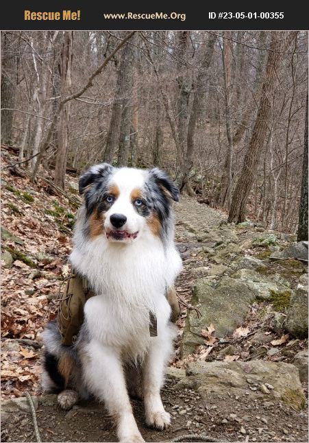 ADOPT 23050100355 ~ Australian Shepherd Rescue ~ Stafford, VA