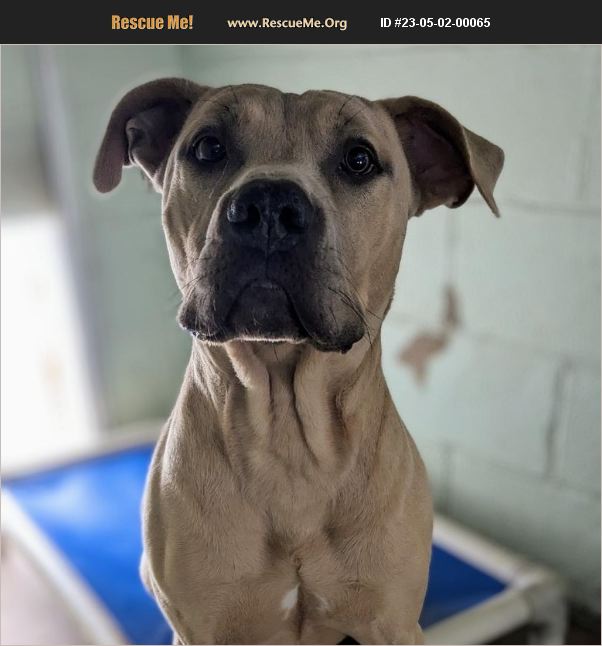 ADOPT 23050200065 ~ Mastiff Rescue ~ Baltimore, MD