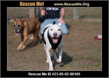 - Florida Pit Bull Rescue - ADOPTIONS - Rescue Me!