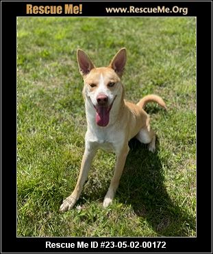 - Kentucky Dog Rescue - ADOPTIONS - Rescue Me!
