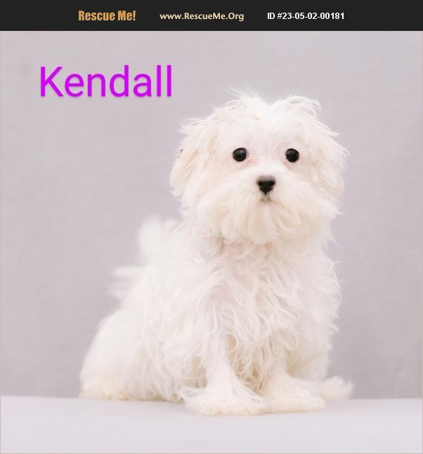 ADOPT 23050200181 ~ Maltese Rescue ~ Castle Rock , CO