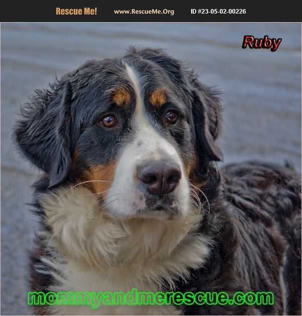 ADOPT 23050200226 ~ Bernese Mountain Dog Rescue ~ Mount Carmel, PA
