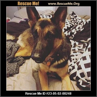 - Indiana German Shepherd Rescue - ADOPTIONS - Rescue Me!
