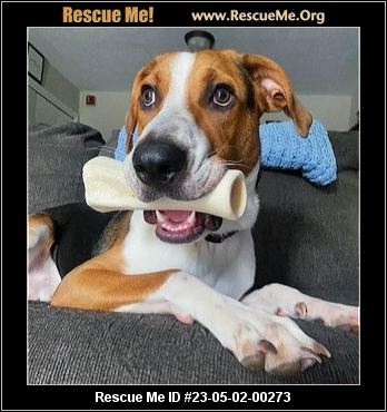 - Tennessee Mutt Rescue - ADOPTIONS - Rescue Me!
