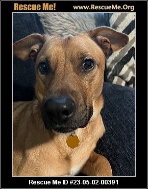 - Florida Black Mouth Cur Rescue - ADOPTIONS - Rescue Me!