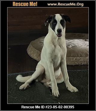 - Georgia Border Collie Rescue - ADOPTIONS - Rescue Me!