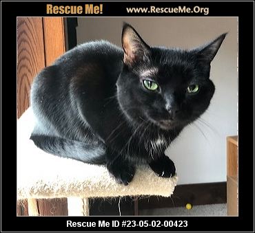 - Michigan Cat Rescue - ADOPTIONS - Rescue Me!