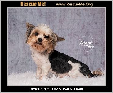 - South Carolina Yorkie Rescue - ADOPTIONS - Rescue Me!