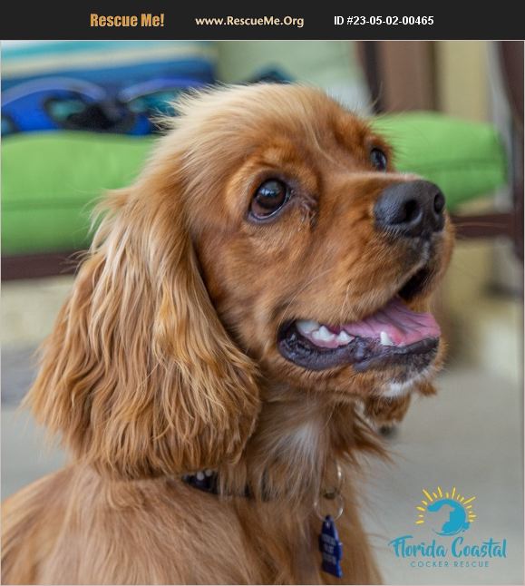 ADOPT 23050200465 ~ Cocker Spaniel Rescue ~ Cape Coral, FL