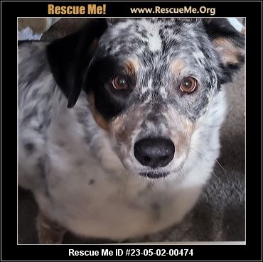 - Washington Australian Shepherd Rescue - ADOPTIONS - Rescue Me!