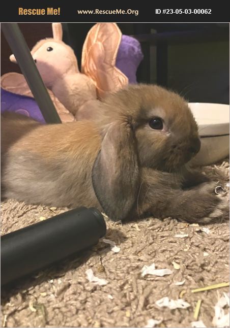 ADOPT 23050300062 ~ Rabbit Rescue ~ Tallahassee, FL