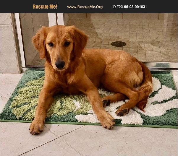 ADOPT 23050300163 ~ Golden Retriever Rescue ~ Fort Myers Beach, FL