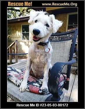 - Florida Schnauzer Rescue - ADOPTIONS - Rescue Me!