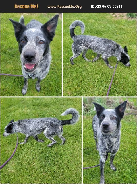 ADOPT 23050300241 ~ Australian Cattle Dog Rescue ~ Tipton, IN
