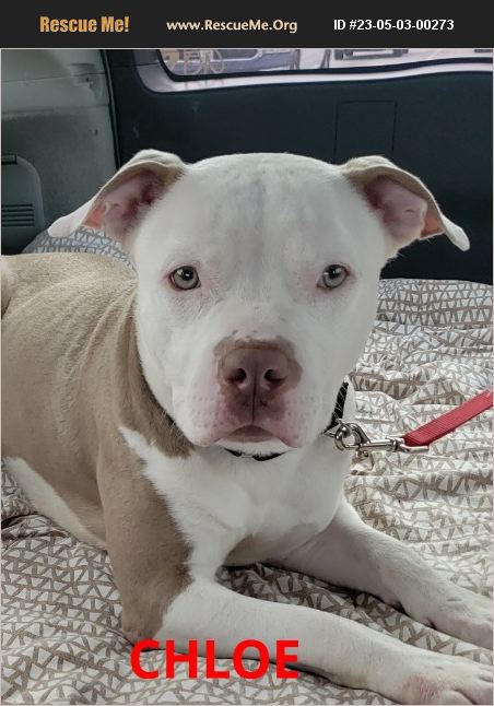 ADOPT 23050300273 ~ American Staffordshire Terrier Rescue ~ Boca Raton, FL