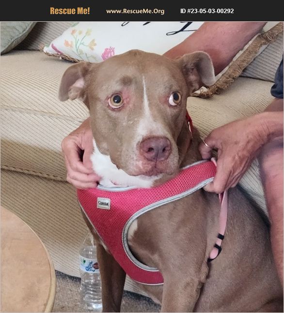 ADOPT 23050300292 ~ American Staffordshire Terrier Rescue ~ Boca Raton, FL