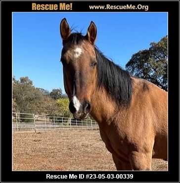 - California Horse Rescue - ADOPTIONS - Rescue Me!