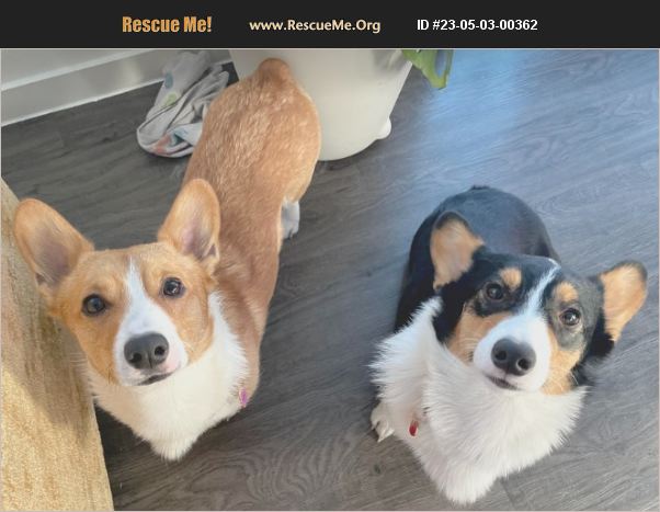 ADOPT 23050300362 ~ Corgi Rescue ~ New Braunfels, TX
